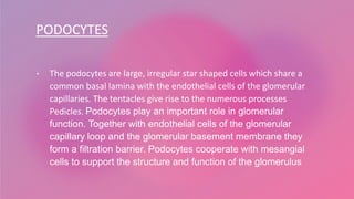 MICROSCOPIC FEATURES OF NEPHRONS-UPDATED.pptx