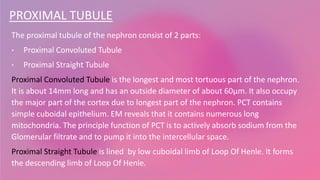 MICROSCOPIC FEATURES OF NEPHRONS-UPDATED.pptx