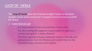 MICROSCOPIC FEATURES OF NEPHRONS-UPDATED.pptx