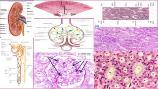 MICROSCOPIC FEATURES OF NEPHRONS-UPDATED.pptx