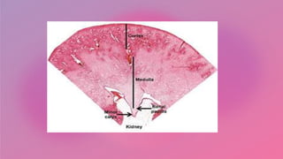 MICROSCOPIC FEATURES OF NEPHRONS-UPDATED.pptx