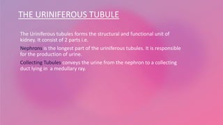 MICROSCOPIC FEATURES OF NEPHRONS-UPDATED.pptx