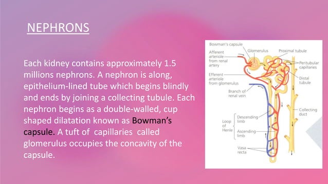 MICROSCOPIC FEATURES OF NEPHRONS-UPDATED.pptx | Biological Sciences ...