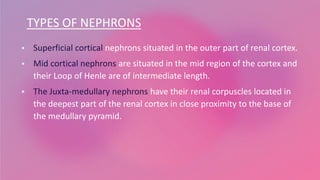 MICROSCOPIC FEATURES OF NEPHRONS-UPDATED.pptx