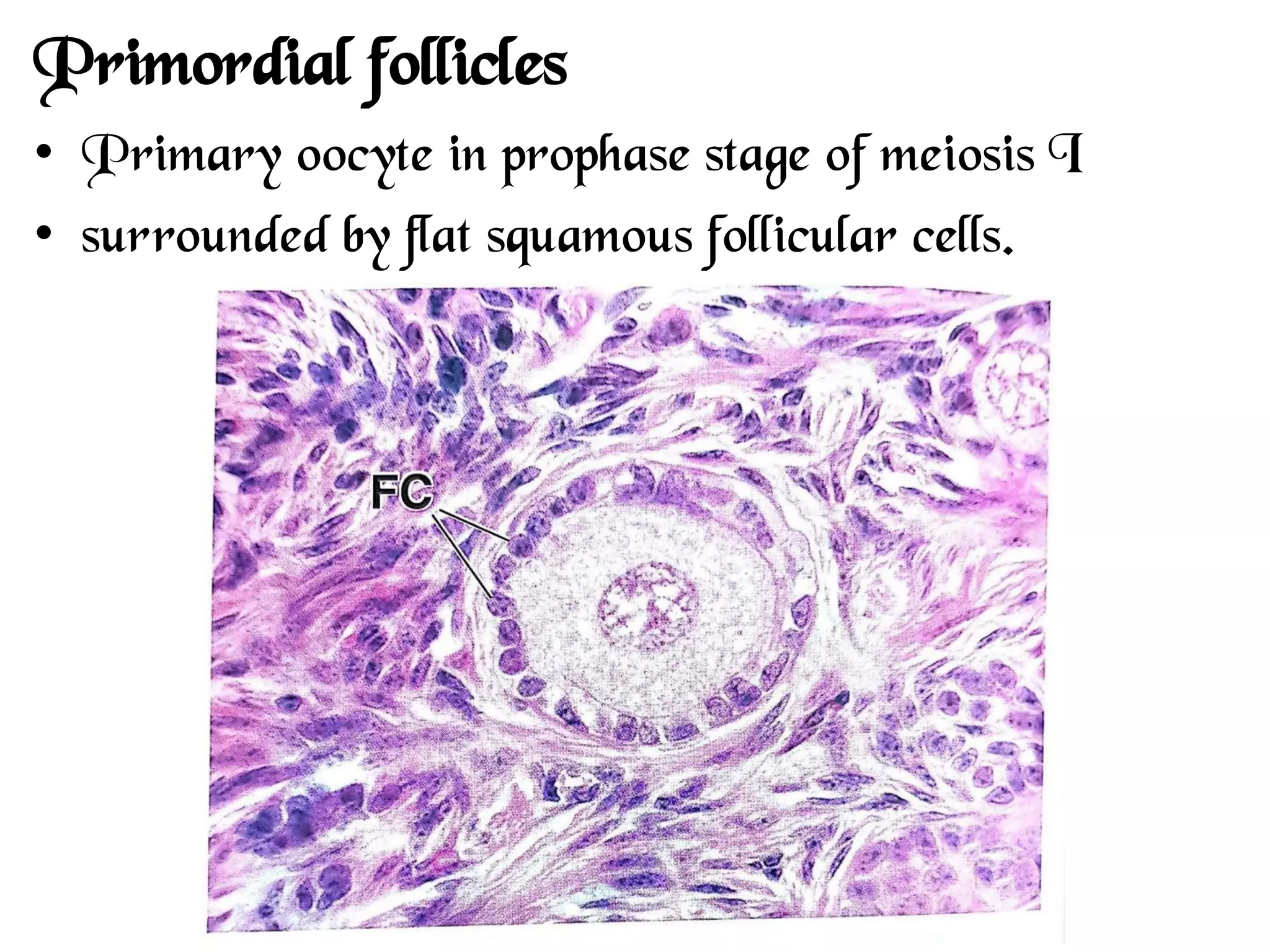 Microscopic features of ovary | PDF