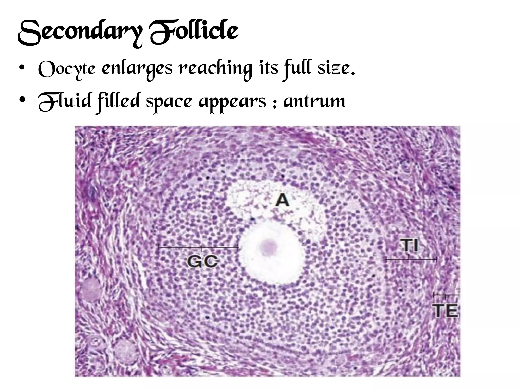 Microscopic features of ovary | PDF