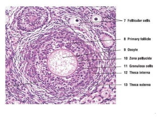 Microscopic features of ovary | PDF