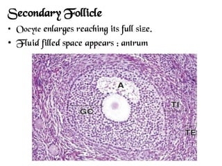 Microscopic features of ovary | PDF
