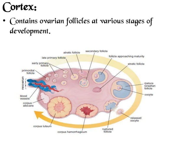Microscopic features of ovary