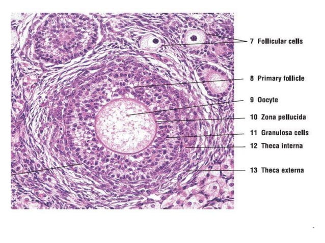 Ovarian Follicles Slide