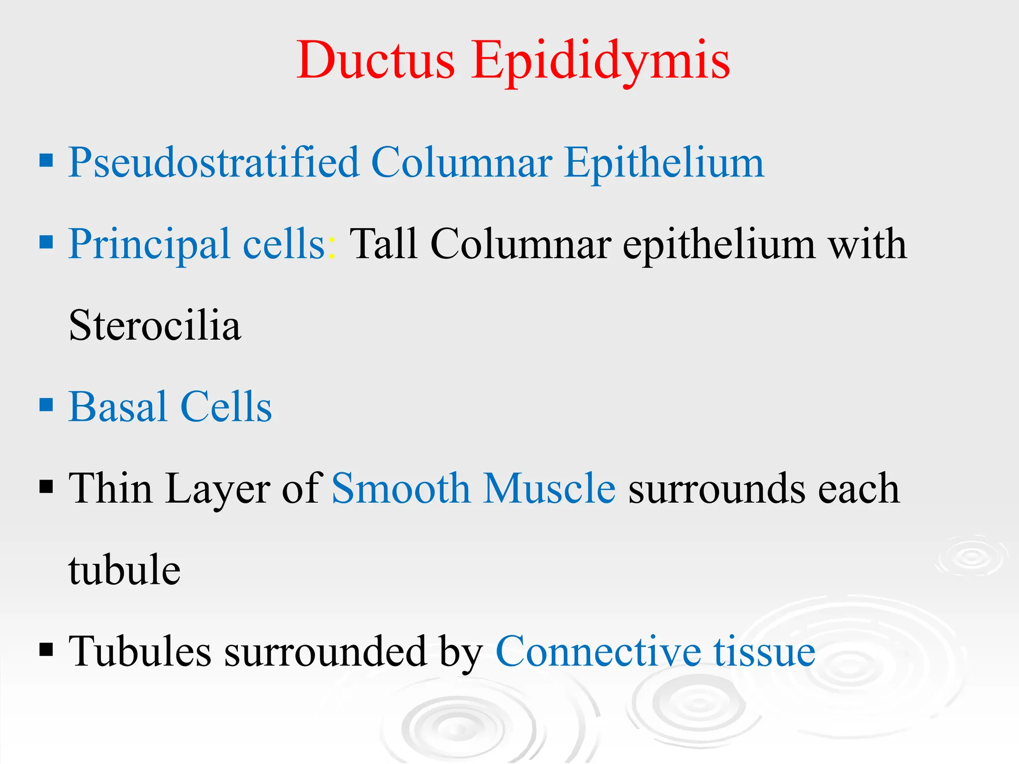 Microscopic Features of Testis, Epididymis Vas Deferens.pdf