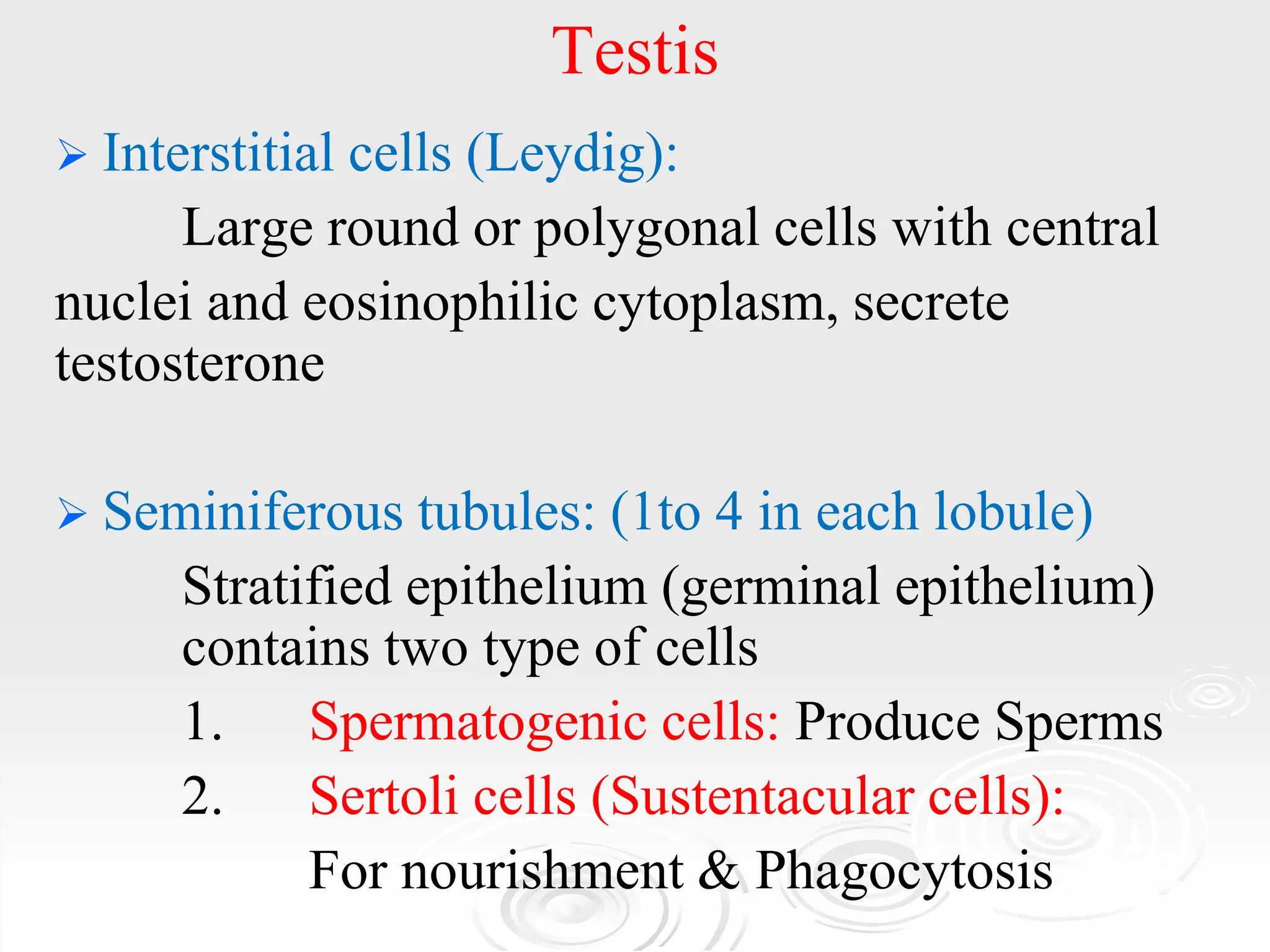 Microscopic Features of Testis, Epididymis Vas Deferens.pdf