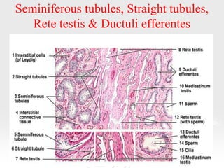 Microscopic Features of Testis, Epididymis Vas Deferens.pdf