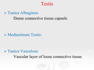 Microscopic Features of Testis, Epididymis Vas Deferens.pdf