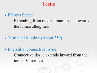 Microscopic Features of Testis, Epididymis Vas Deferens.pdf