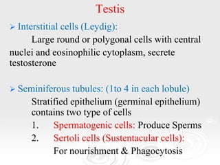 Microscopic Features of Testis, Epididymis Vas Deferens.pdf
