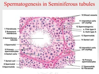 Microscopic Features of Testis, Epididymis Vas Deferens.pdf