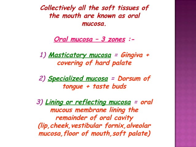 Microscopic features of gingiva | PPT