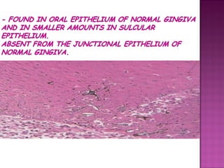 Microscopic features of gingiva | PPT