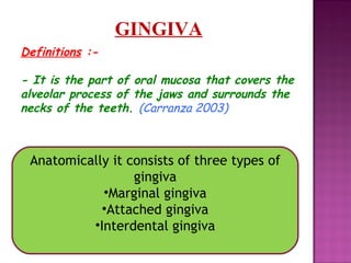 Microscopic features of gingiva | PPT