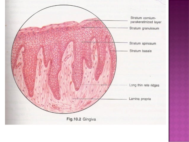 Microscopic features of gingiva