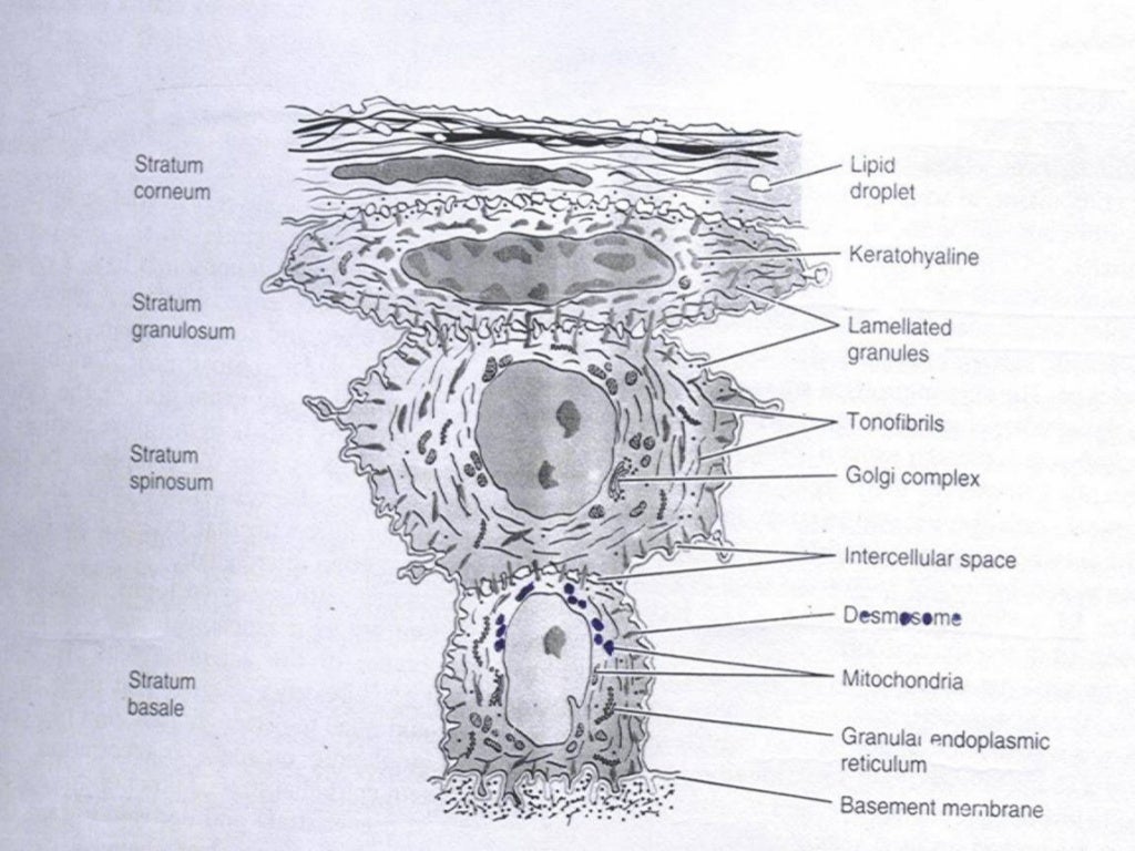 Microscopic features of gingiva