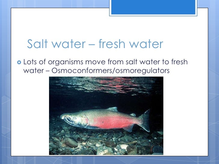 Microscopic life in water