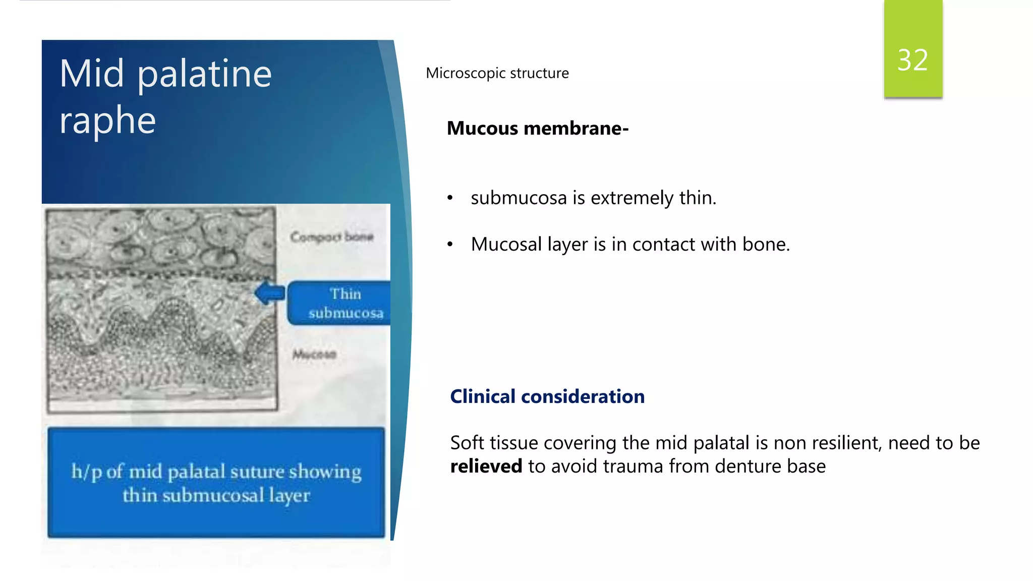 Anatomical landmarks of maxilla and mandible | PPTX