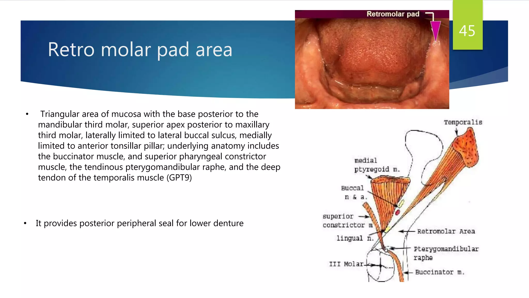 Anatomical landmarks of maxilla and mandible | PPTX