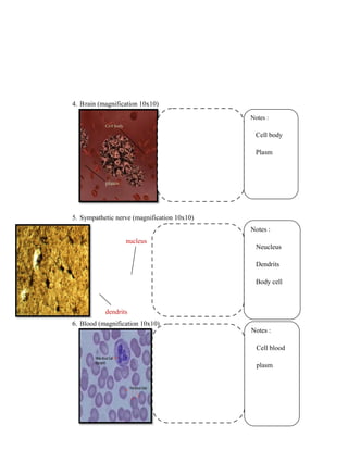 Microscopic observation (basic biology) unm | DOC