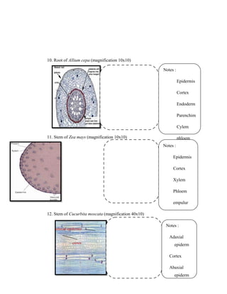 Microscopic observation (basic biology) unm | DOC