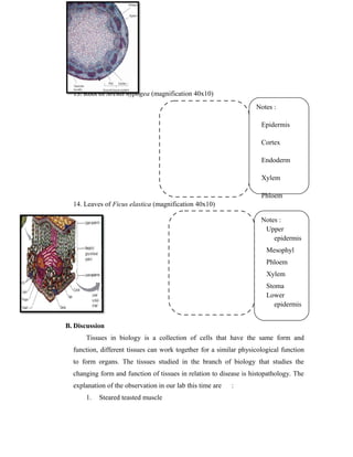 Microscopic observation (basic biology) unm | DOC
