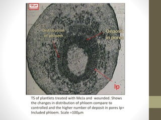 Microscopic observation of in vitro aquilaria malaccensis after 1 copy ...