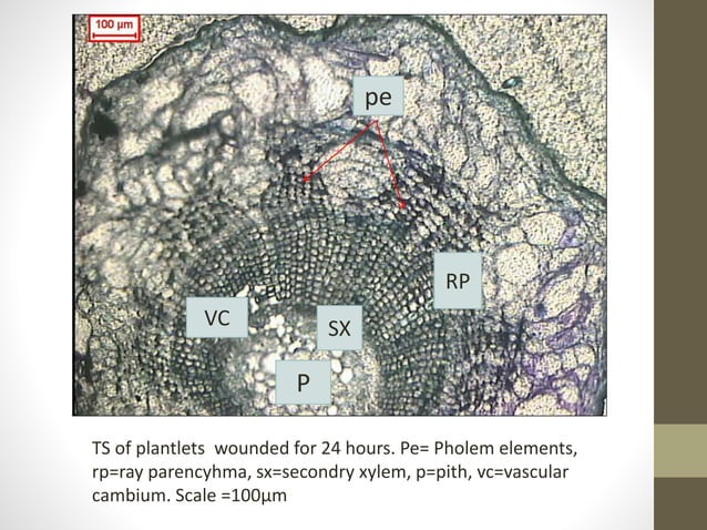 Microscopic observation of in vitro aquilaria malaccensis after 1 copy ...