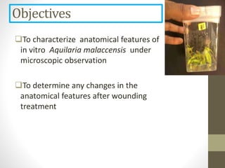 Microscopic observation of in vitro aquilaria malaccensis after 1 copy ...