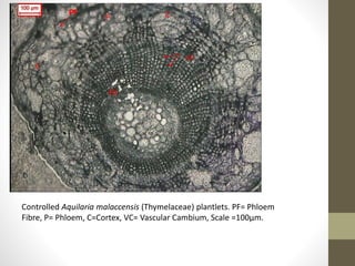 Microscopic observation of in vitro aquilaria malaccensis after 1 copy ...