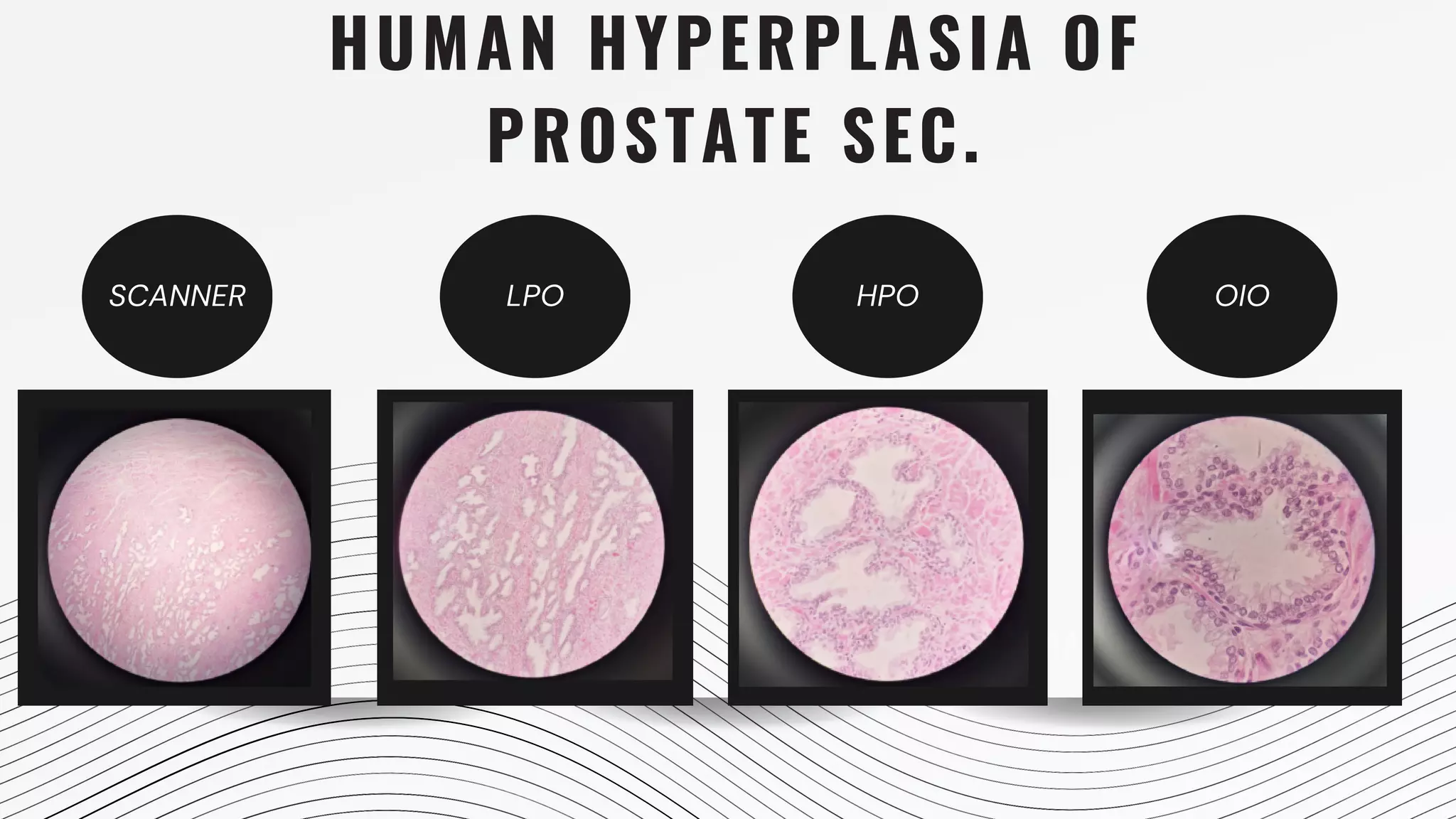 MICROScopIC SLIDES.pdf