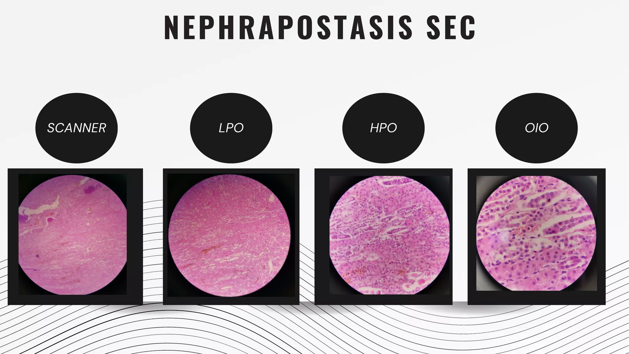 MICROScopIC SLIDES.pdf