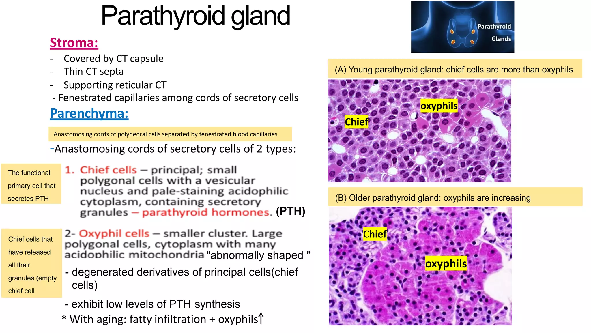 Microscopic Structure of Endocrine Organs II تفريغ 221.pdf
