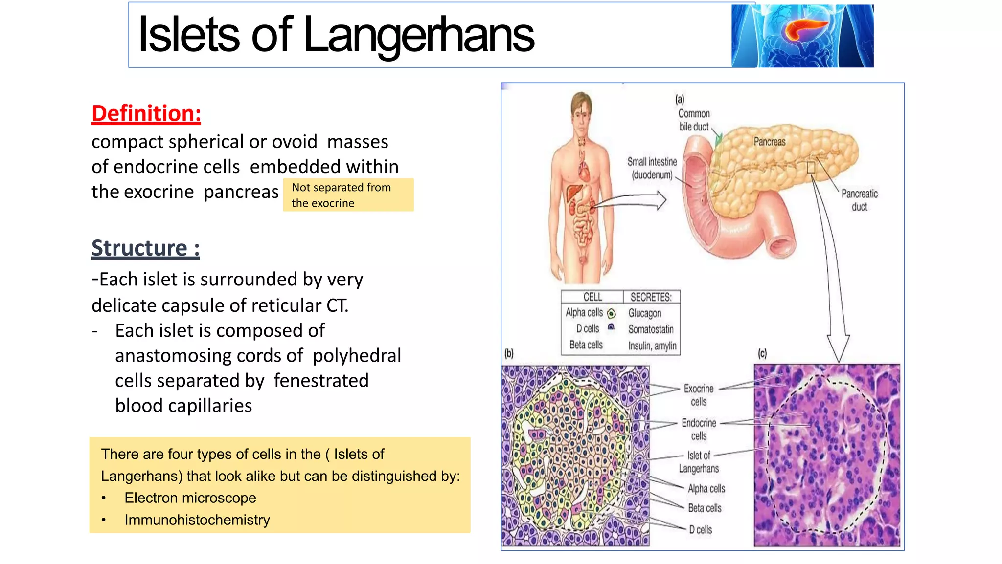 Microscopic Structure of Endocrine Organs II تفريغ 221.pdf