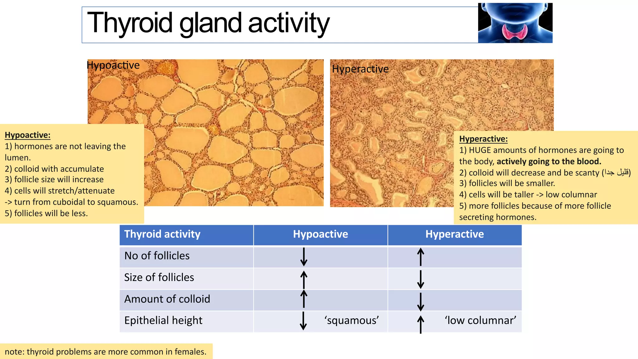 Microscopic Structure of Endocrine Organs II تفريغ 221.pdf