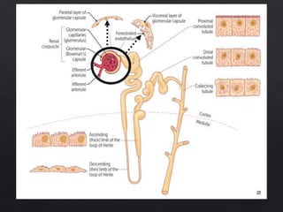 Microscopic structure of kidney | PPTX