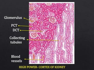 Microscopic structure of kidney | PPTX