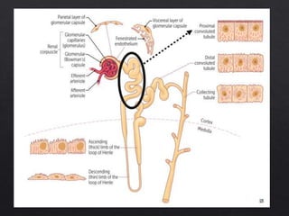 Microscopic Structure Of The Kidney