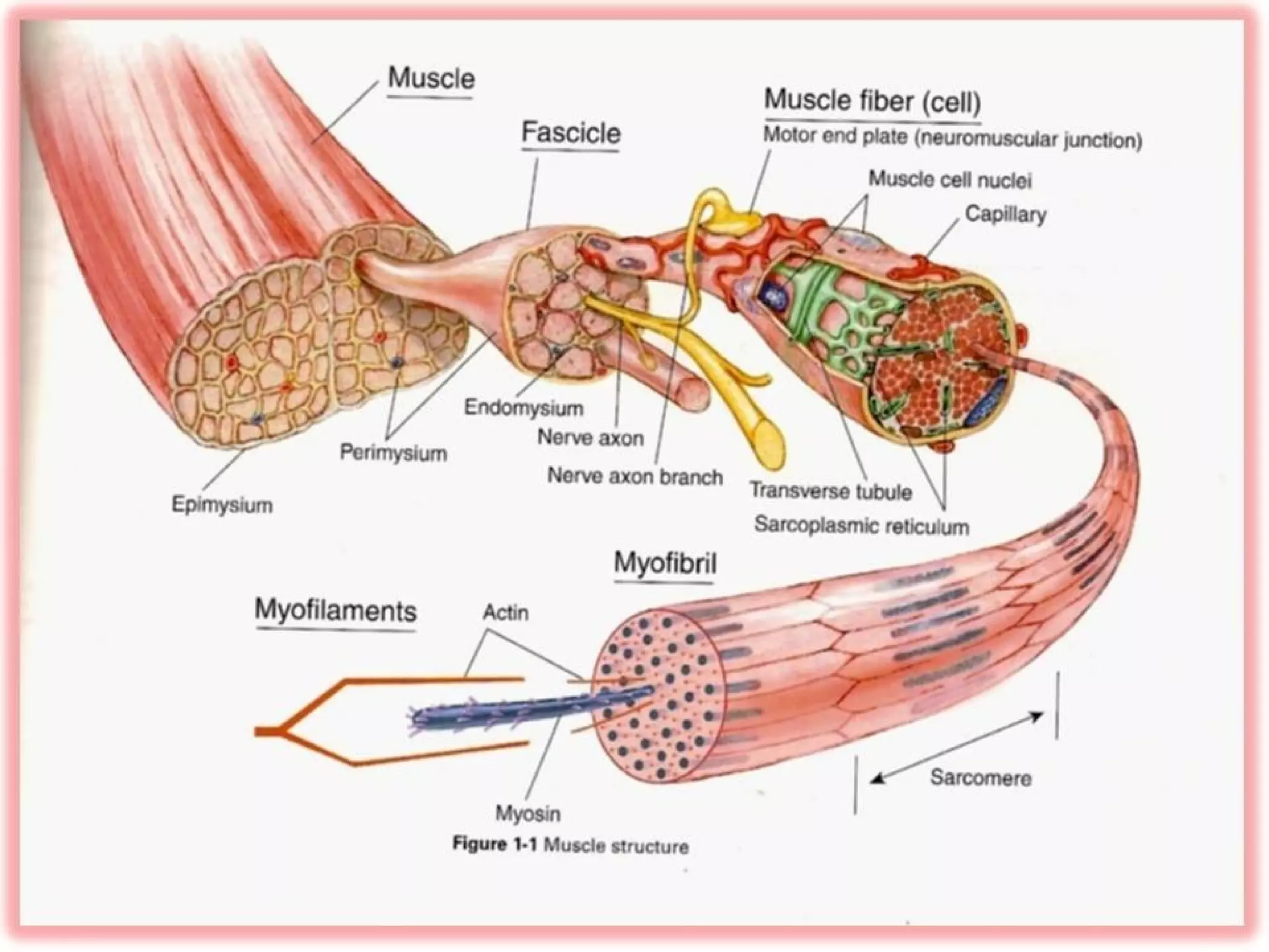 Microscopic structure of skeletal muscle by Dr. S. N. Singh | PPT