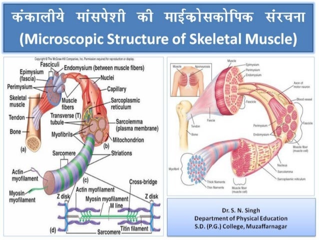 Microscopic structure of skeletal muscle by Dr. S. N. Singh