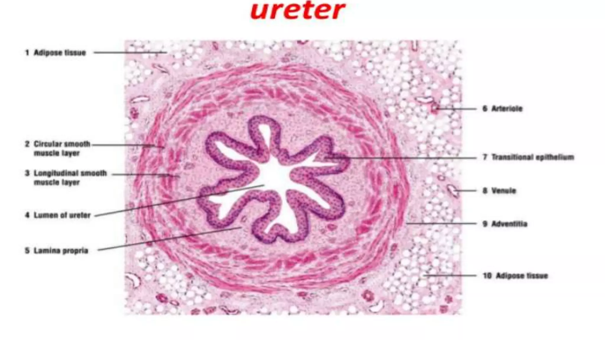 MICROSCOPIC STRUCTURE OF URETER, URINARY BLADDER ,URETHRA.pptx