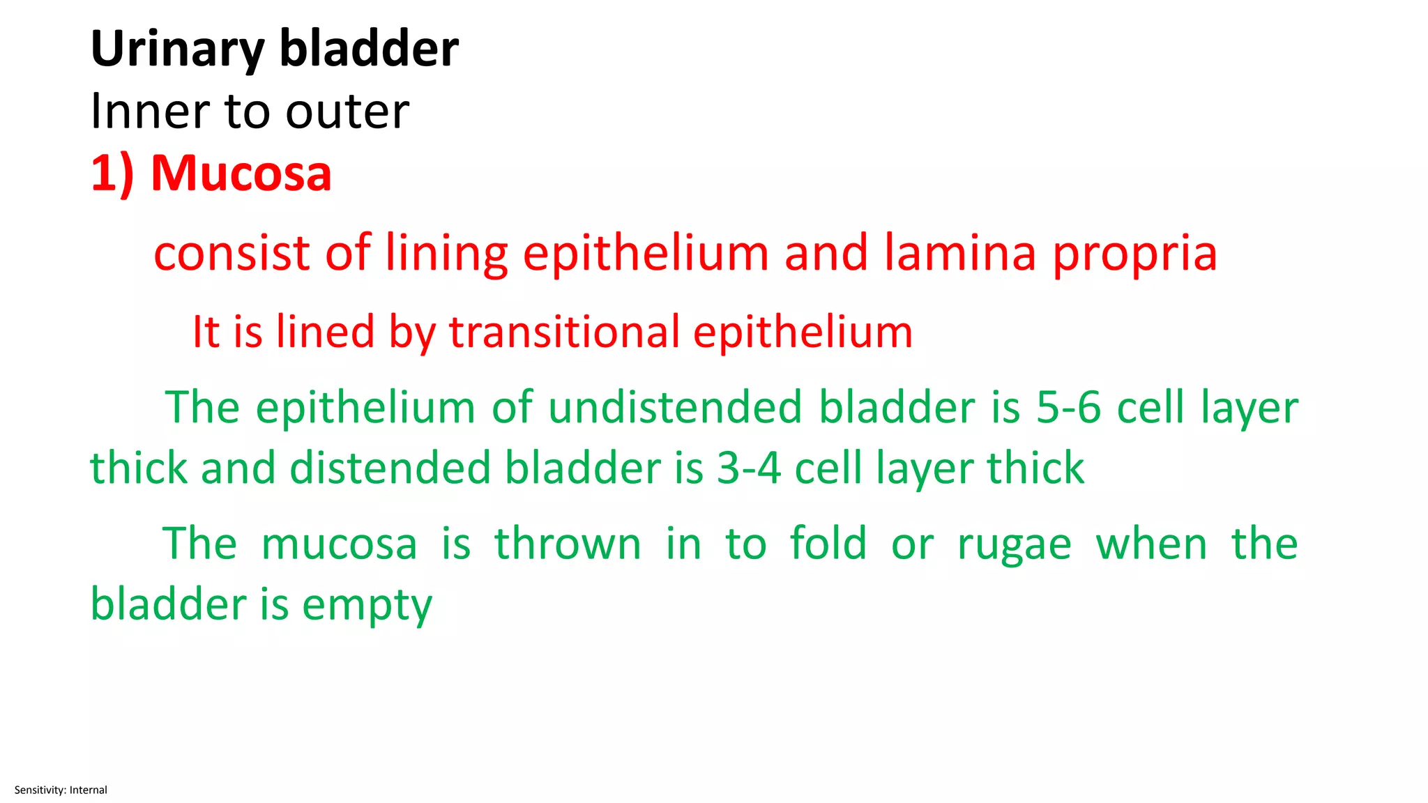 MICROSCOPIC STRUCTURE OF URETER, URINARY BLADDER ,URETHRA.pptx