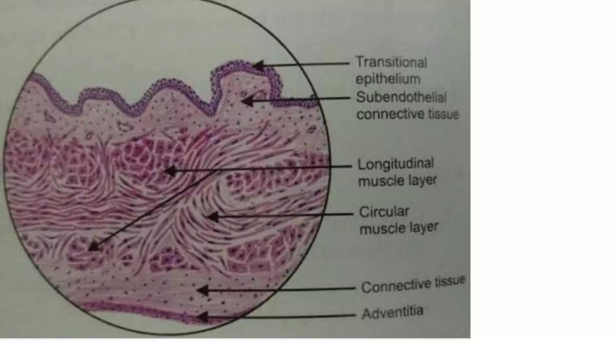 MICROSCOPIC STRUCTURE OF URETER, URINARY BLADDER ,URETHRA.pptx