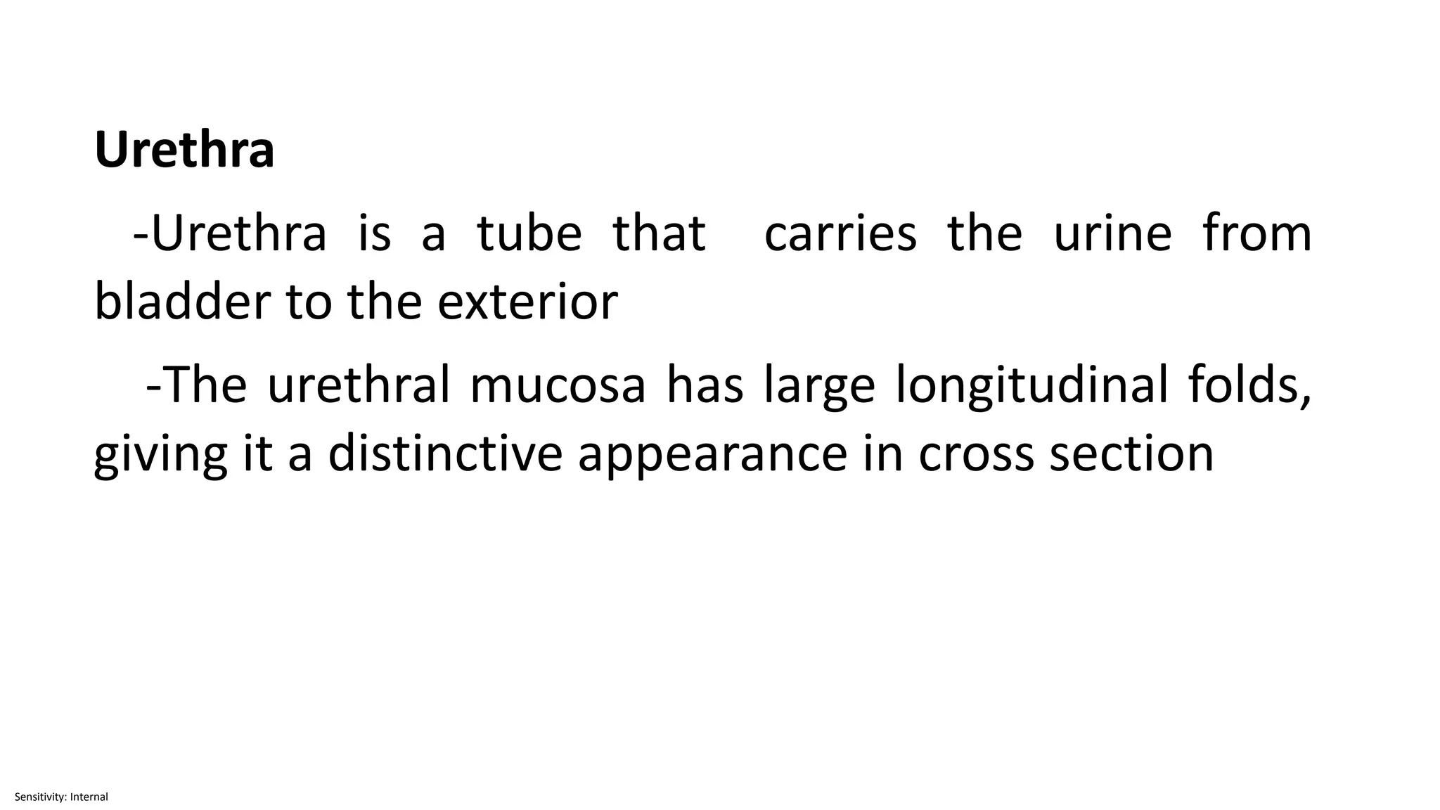 MICROSCOPIC STRUCTURE OF URETER, URINARY BLADDER ,URETHRA.pptx